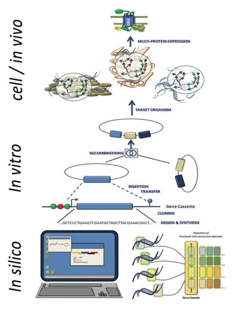 EvoMAG for genetic pathway engineering and Gene Syntheses Services