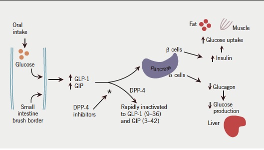 Bachem research focuses on GLP-1 treatment for diabetes