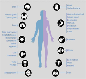 Evercyte shares key cell NextGen data with Human Protein Atlas and ...