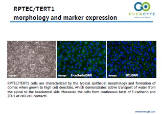 RPTEC/TERT1 morphology and marker expression