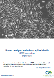 Human renal proximal tubular epthelial cells - hTERT immortalized - RPTEC/TERT1