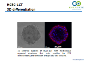 HCEC-1CT 3D differentiation | Pharmaceutical Networking