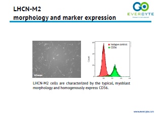 LHCN-M2 - Morphology and marker expression cells | Pharmaceutical ...