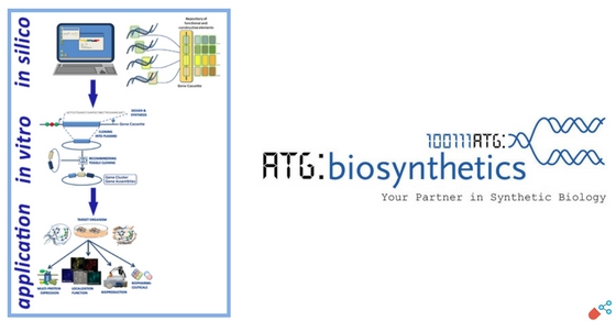 ATG Molecular BioDesign Services for Gene Syntheses with Effects on ...