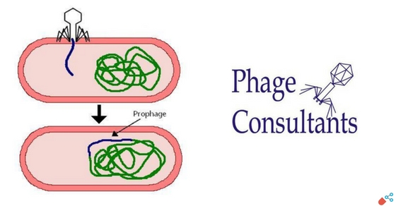 Phage Consultants phage and prophage testing | Pharmaceutical ...