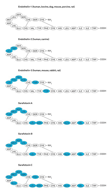 Endothelin Receptor Antagonists and Agonists
