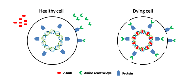 Zombie Fixable Viability Dyes - When It’s a Matter of Life and Death ...