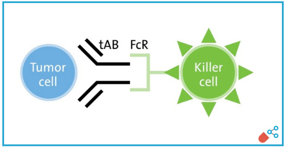 BioPharma ADCC and CDC Potency Assays | Pharmaceutical-Networking.Com