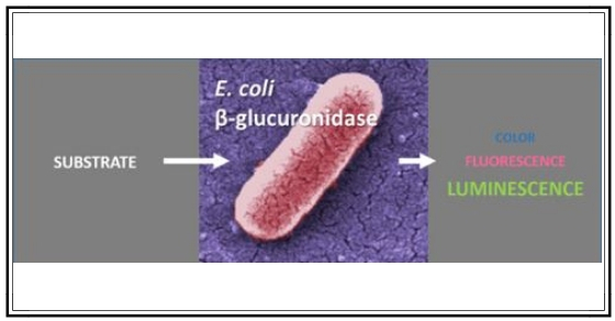 AquaSpark™ beta-D-glucuronide stand-alone chemiluminescent detection of ...