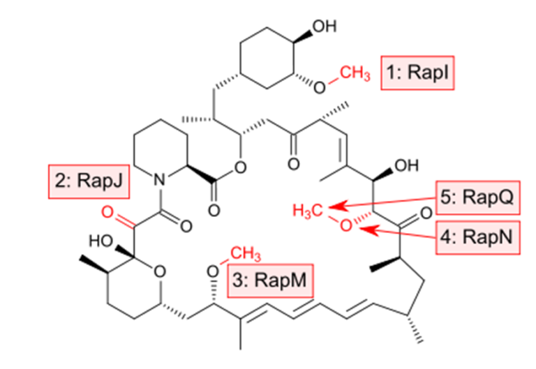 BIOSYNTH Molecule of the Month: Rapamycin