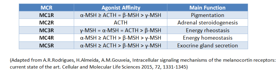 Melanocortin Peptides and Receptors