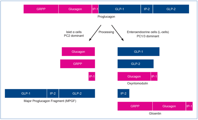 Bachem glucagon products