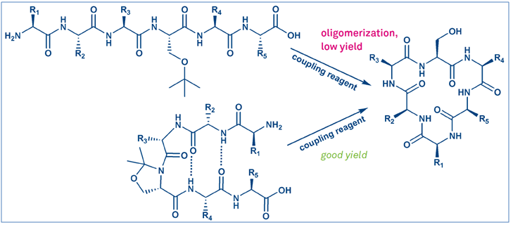 Cyclic peptides Cyclic peptides