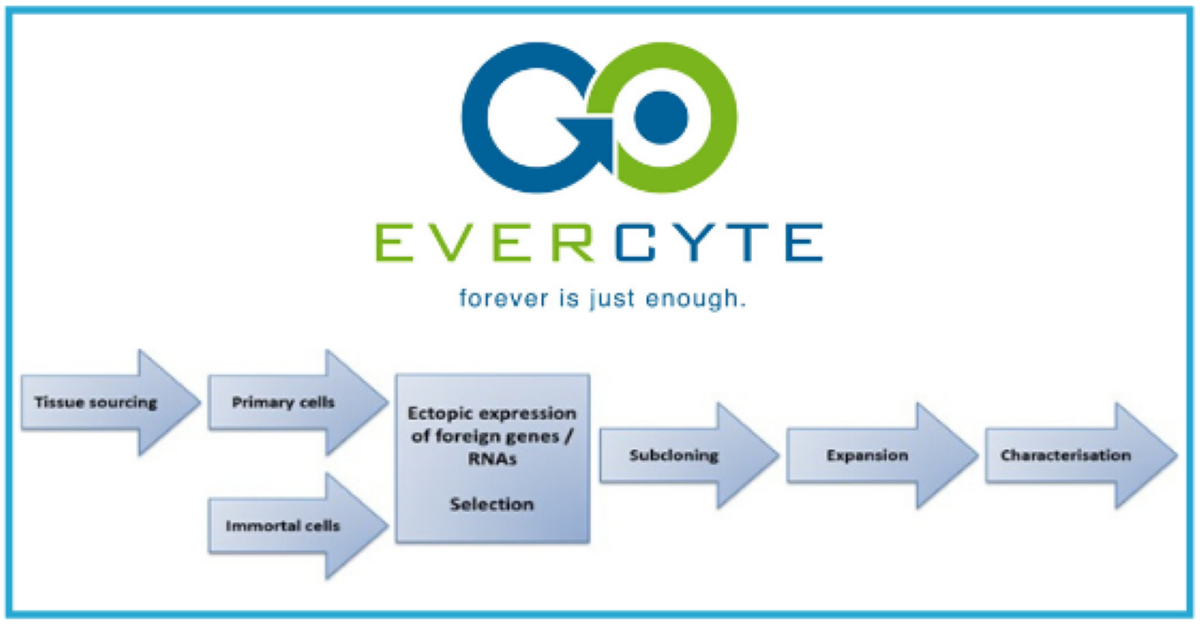 Evercyte customer-tailored cell lines | Pharmaceutical Networking