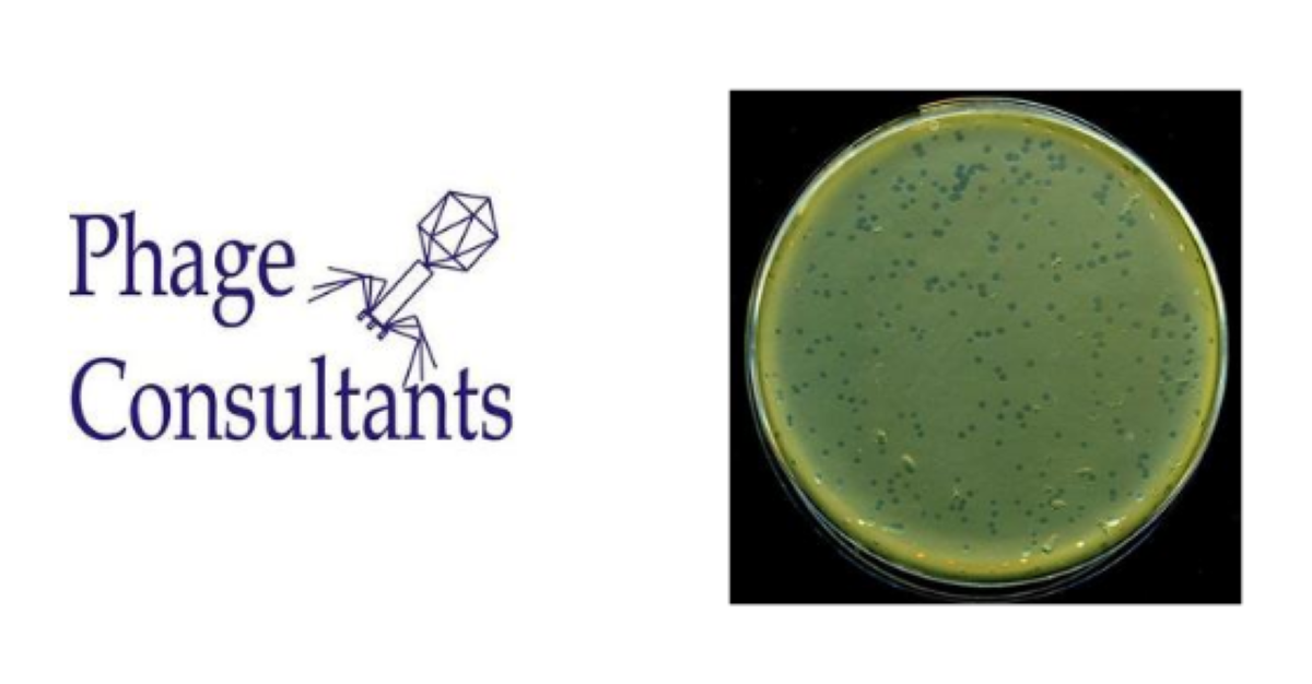 Phage typing of bacteria | Pharmaceutical Networking