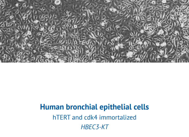 hTERT and cdk4 immortalized HBEC3-KT - Human bronchial epithelial cells