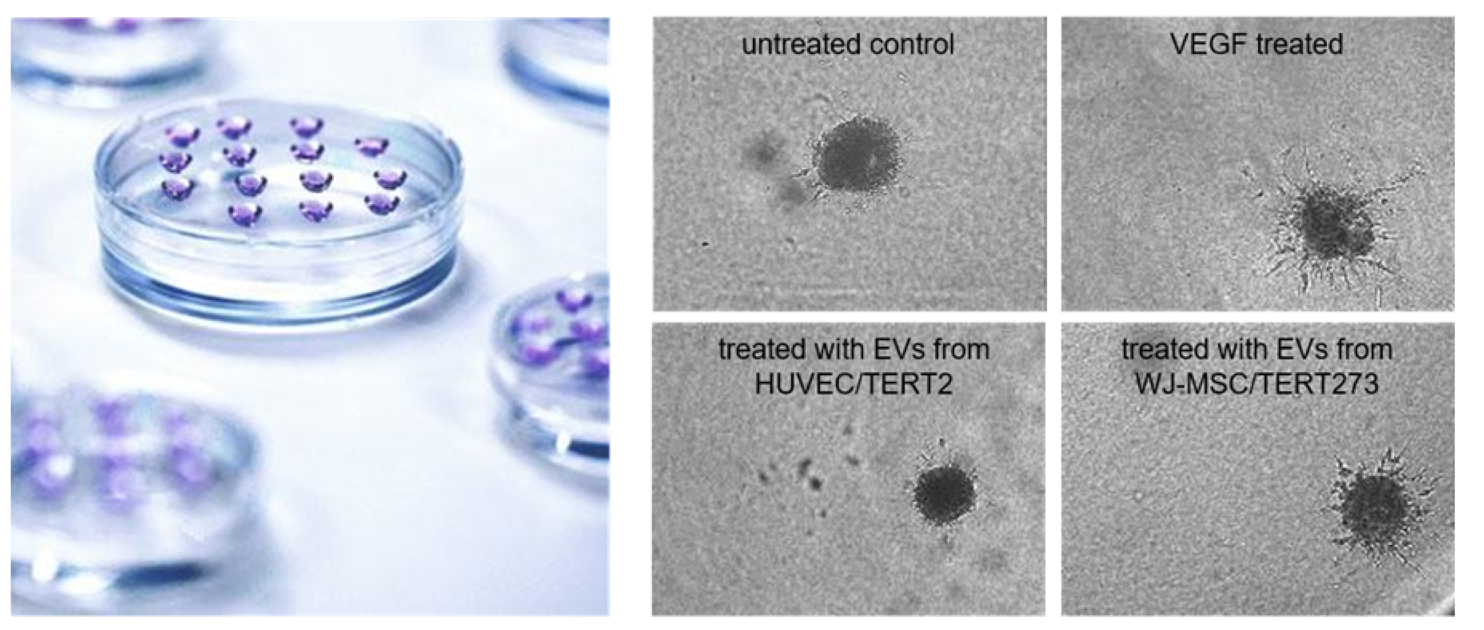 Evercyte Extracellular Vesicle (EV) Potency Testing