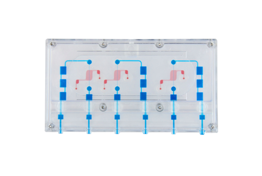 Evercyte immortalized cell lines compatible with OOAC organ on chip ...