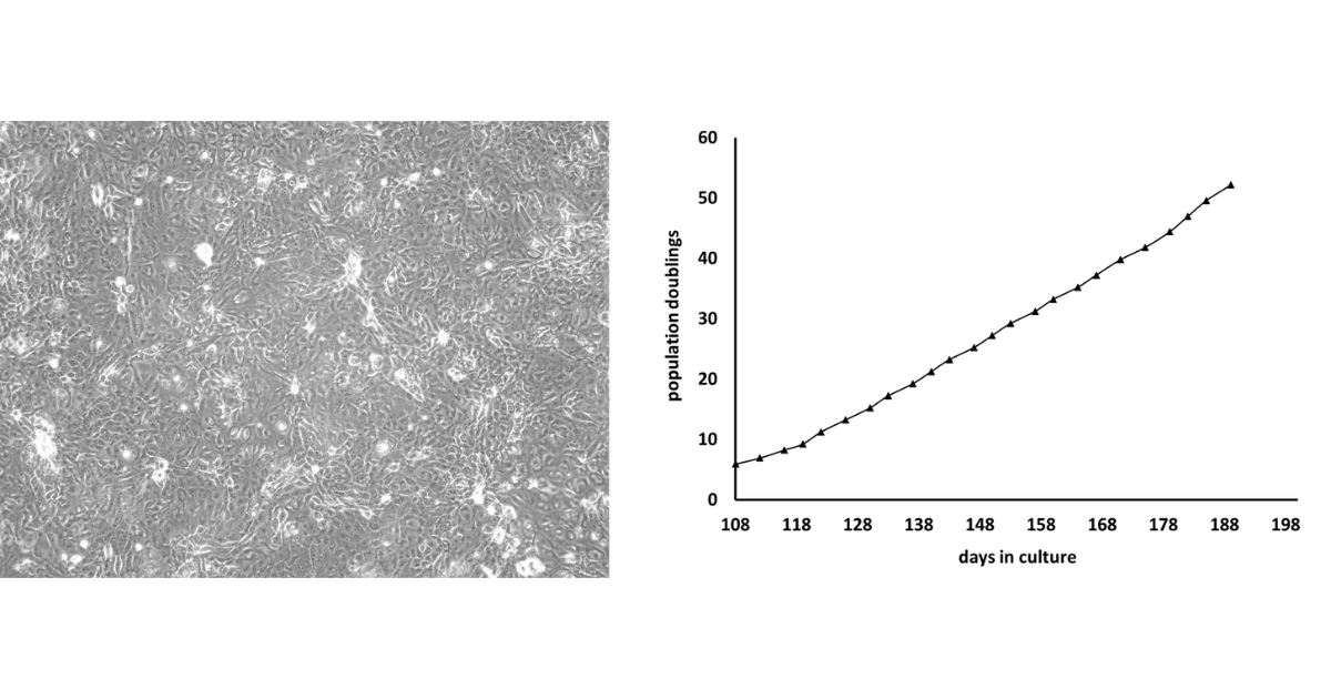 Human trophoblasts added to telomerized cell range